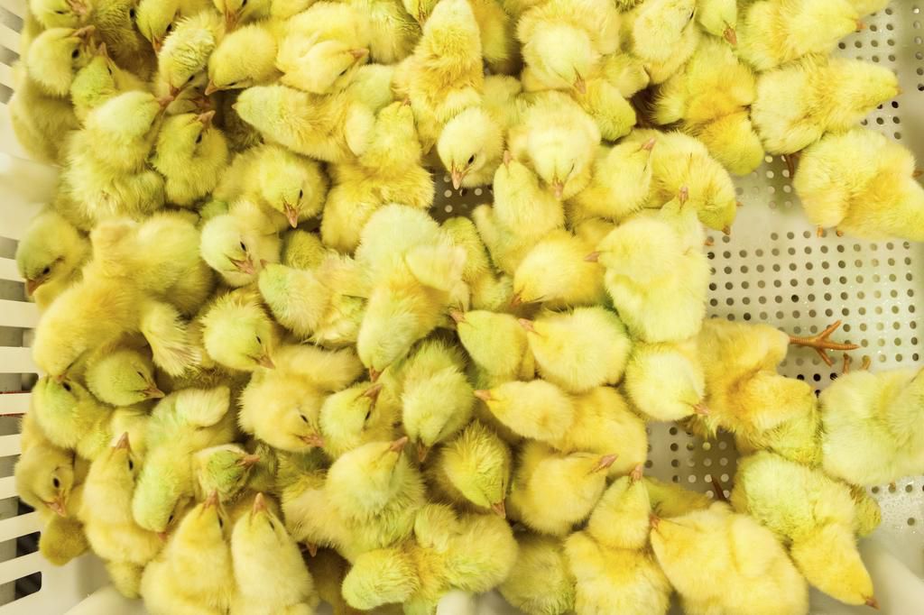 It Could Be the Age of the Chicken, Geologically | Pulse Ghana