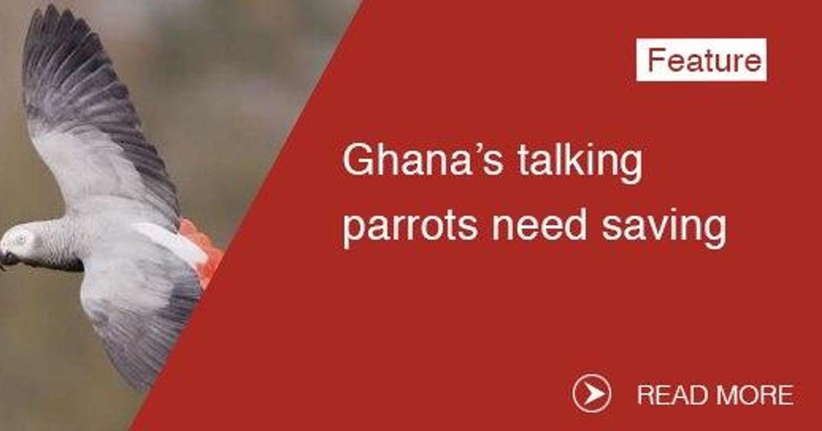 Ghana’s talking parrots need saving | Pulse Ghana