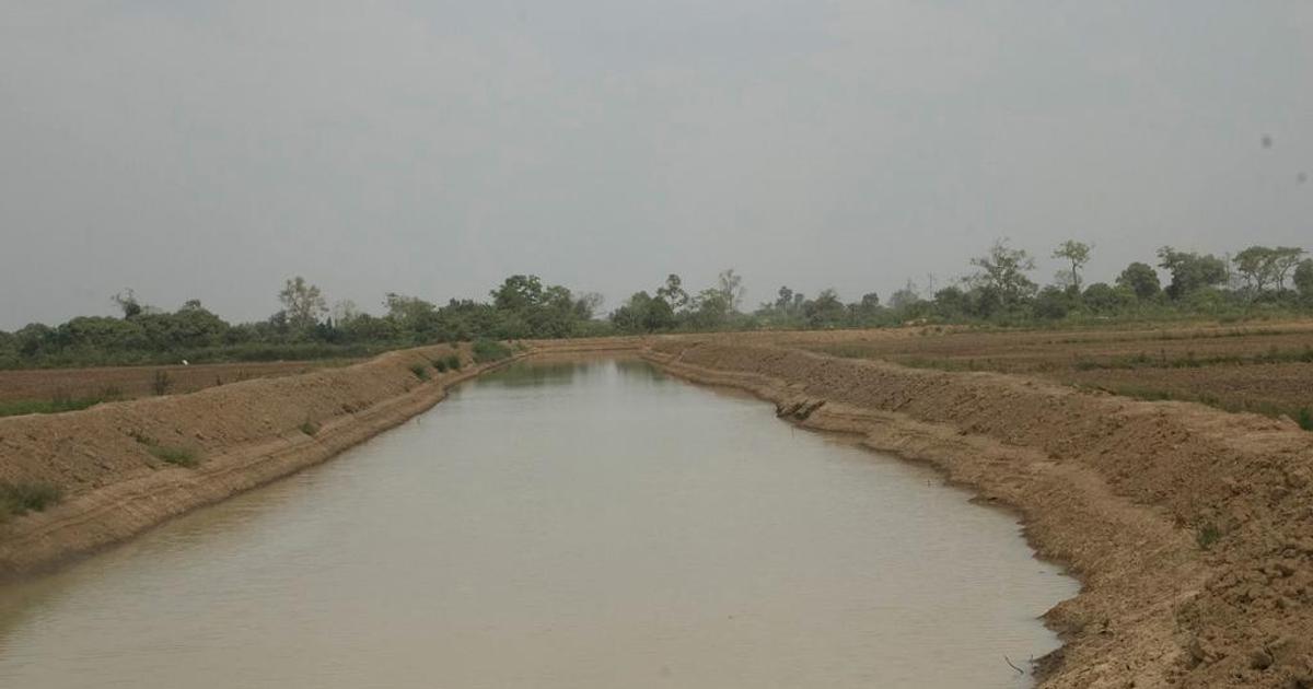 Aveyime rice project risks collapse, managers warn | Pulse Ghana