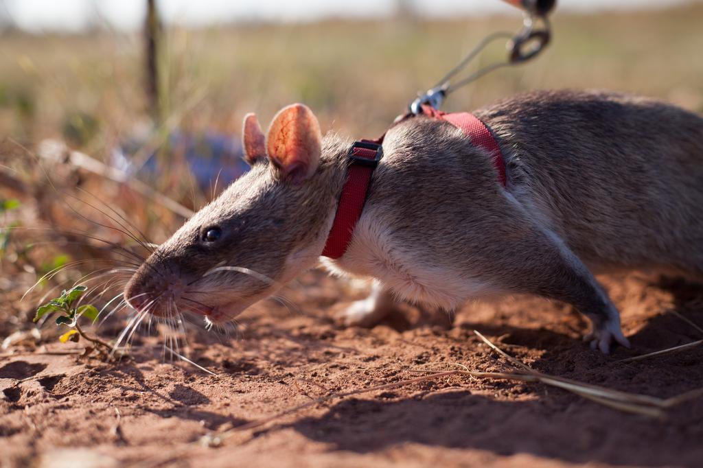 Rats race to defuse mines | Pulse Ghana