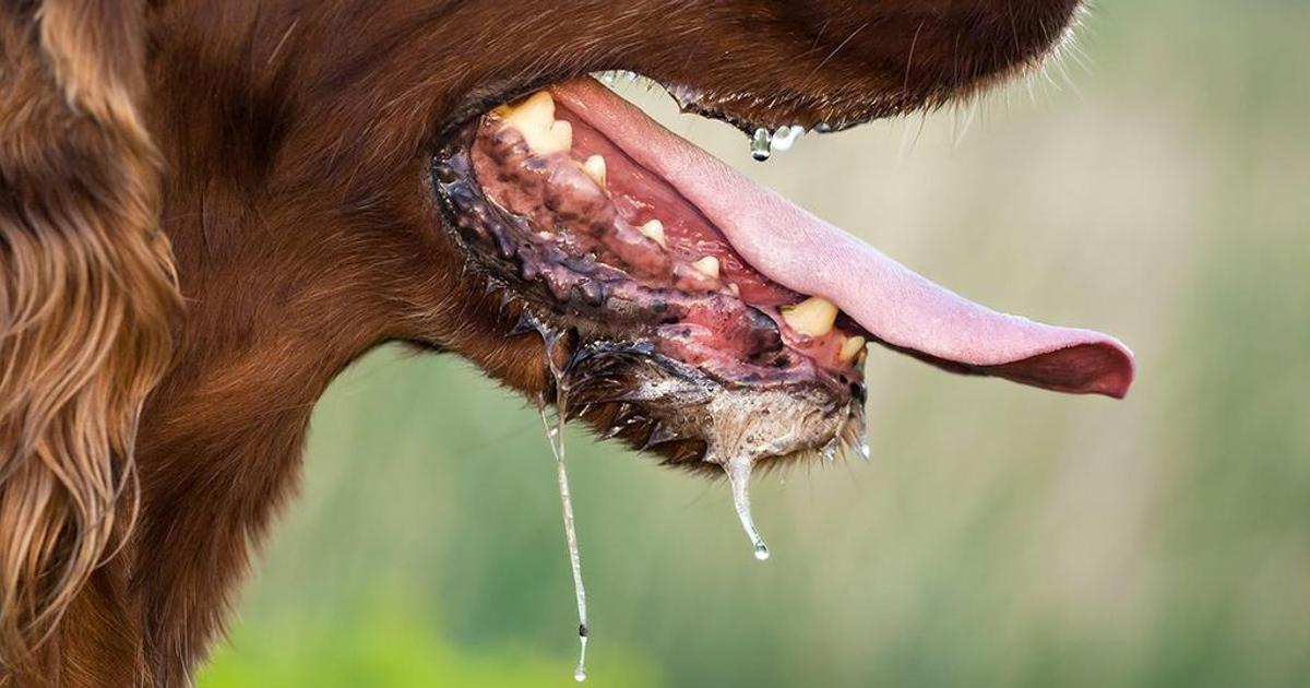 New global framework to help eliminate rabies | Pulse Ghana