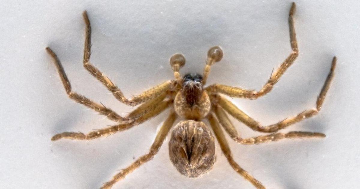 This Photo of a Huntsman Spider Eating a Possum Is Giving the Internet ...