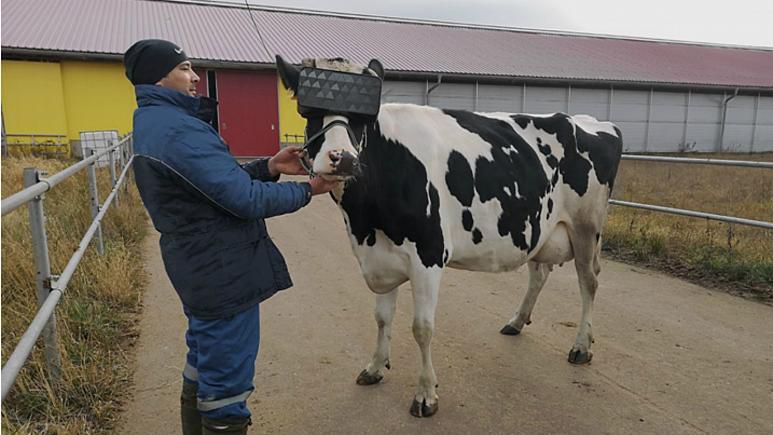 Cows in Russia fitted with virtual reality headsets in order to help ...