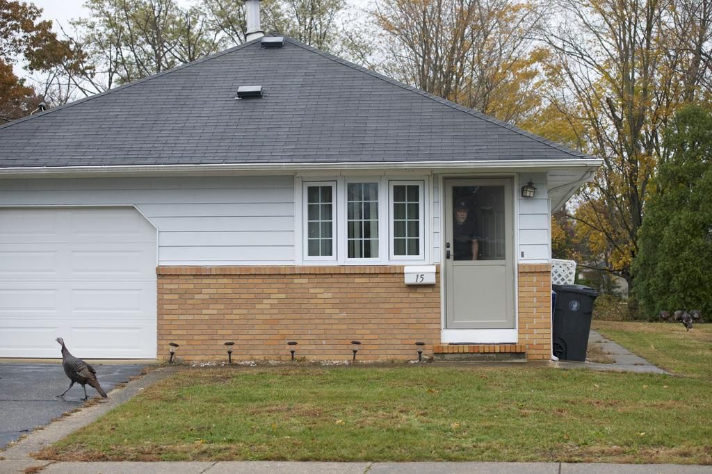 New Pecking Order: Wild Turkeys Take Over a Town Before You-Know-When ...