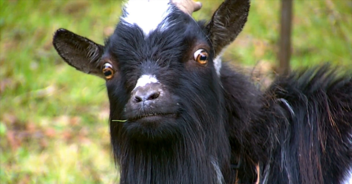 Woman sues neighbour over the paternity of her ‘dwarf’ goats | Pulse Ghana