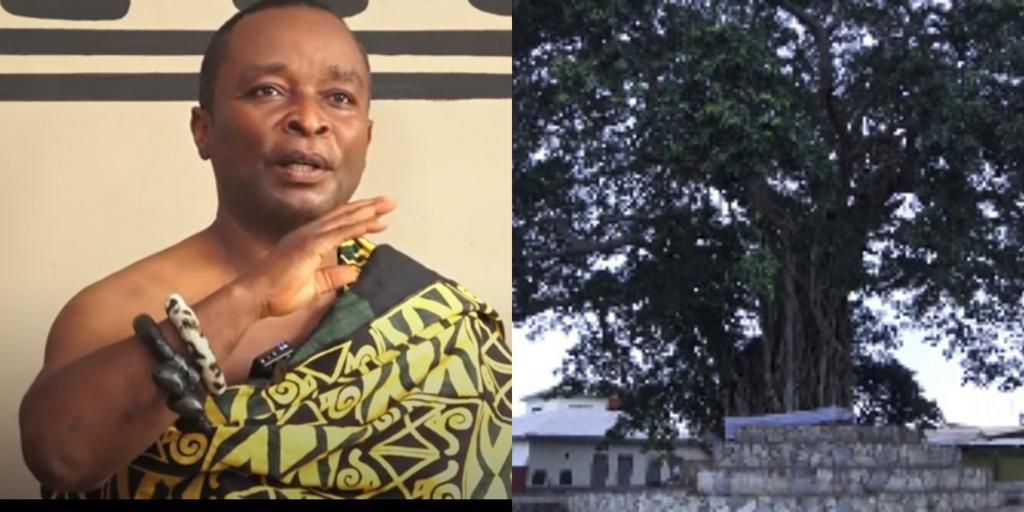 Mpeni Kofi; the tree that turns human at night to guard his people ...