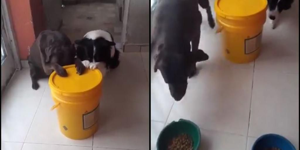 Video of dogs praying before eating gets social media users reacting ...