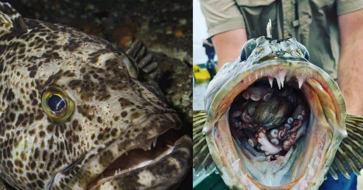 Pacific lingcod, a fish with 555 teeth loses up to 20 everyday & grows ...