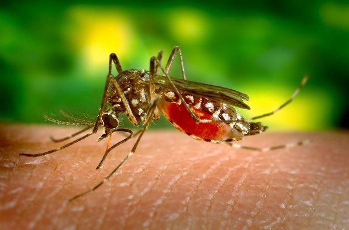 Yellow fever kills 25 Ghanaians in Savannah and Upper West Regions ...