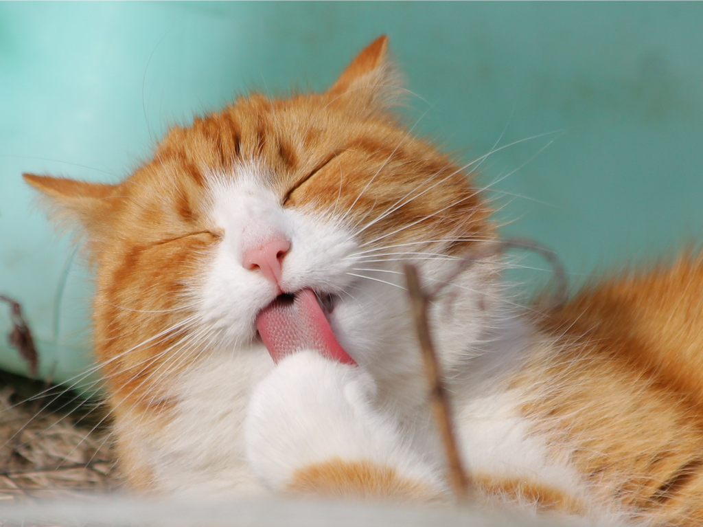 Some animals can clean themselves, while others get 'dirty' on purpose ...