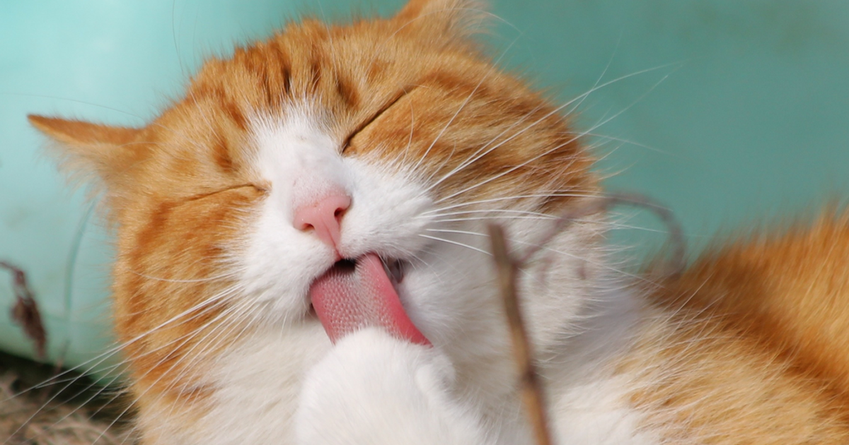 Some animals can clean themselves, while others get 'dirty' on purpose ...