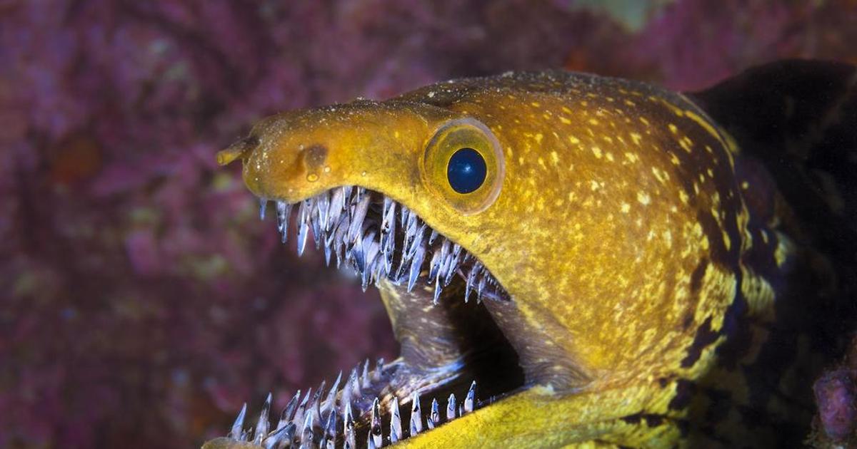 10 of the world’s most dangerous fish | Pulse Ghana