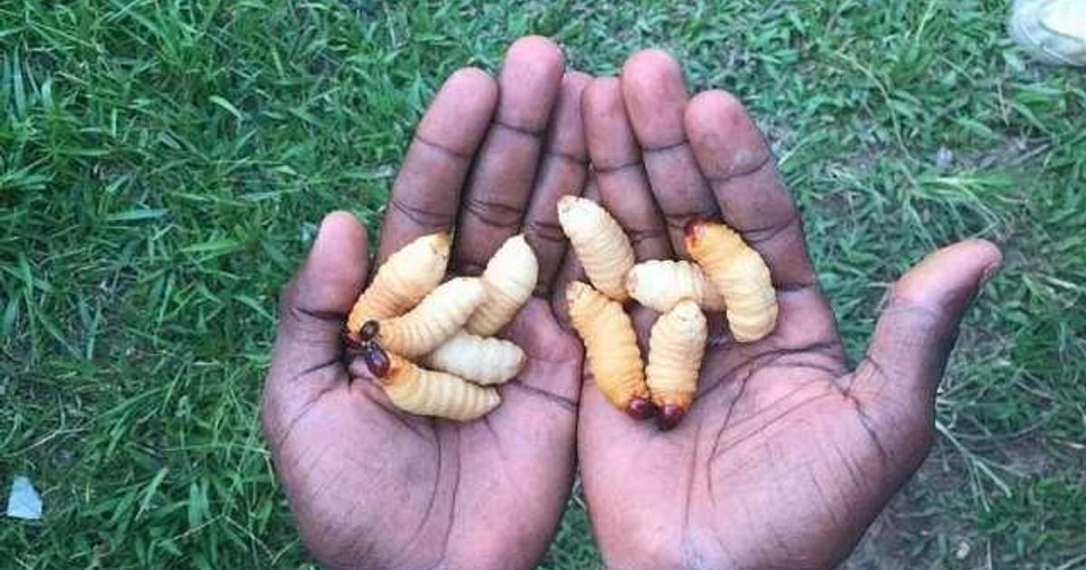 7 edible insects and their surprising benefits | Pulse Ghana