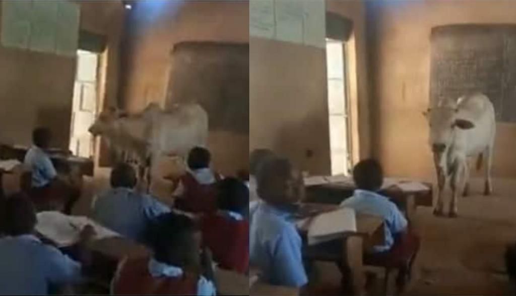 Teacher brings big live cow to classroom to teach pupils about its ...