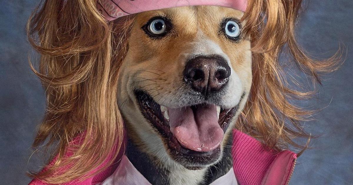 14 photos of Photoshopped dogs wearing outrageous '80s outfits that ...