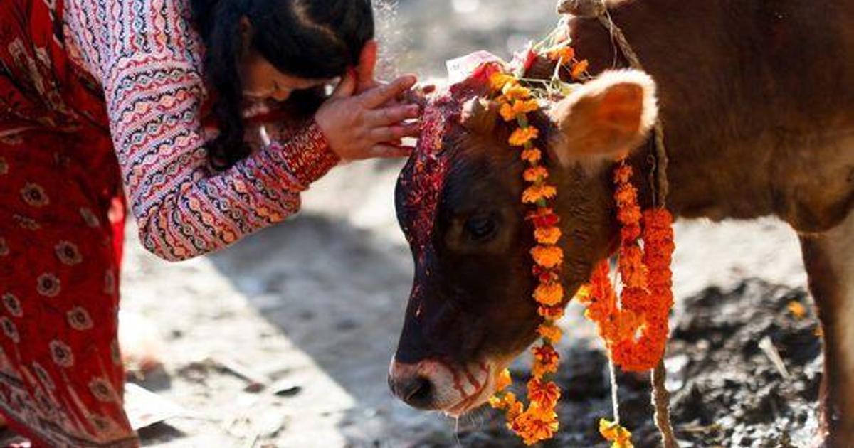 5 sacred animals that are worshipped around the world | Pulse Ghana
