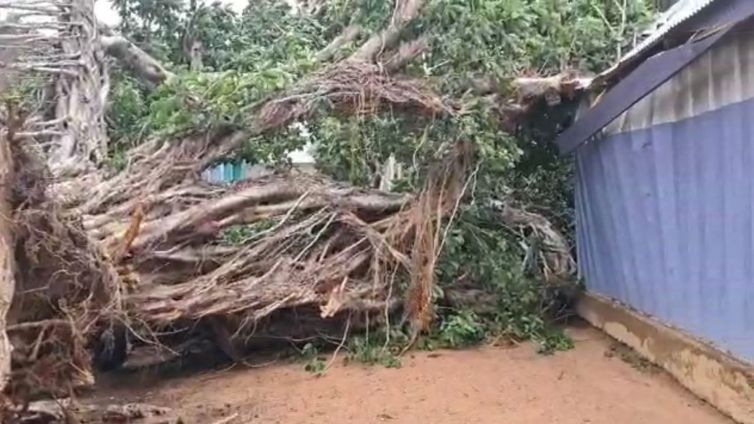 Woman, 2 children trapped indoors for hours after tree collapse in Wa ...