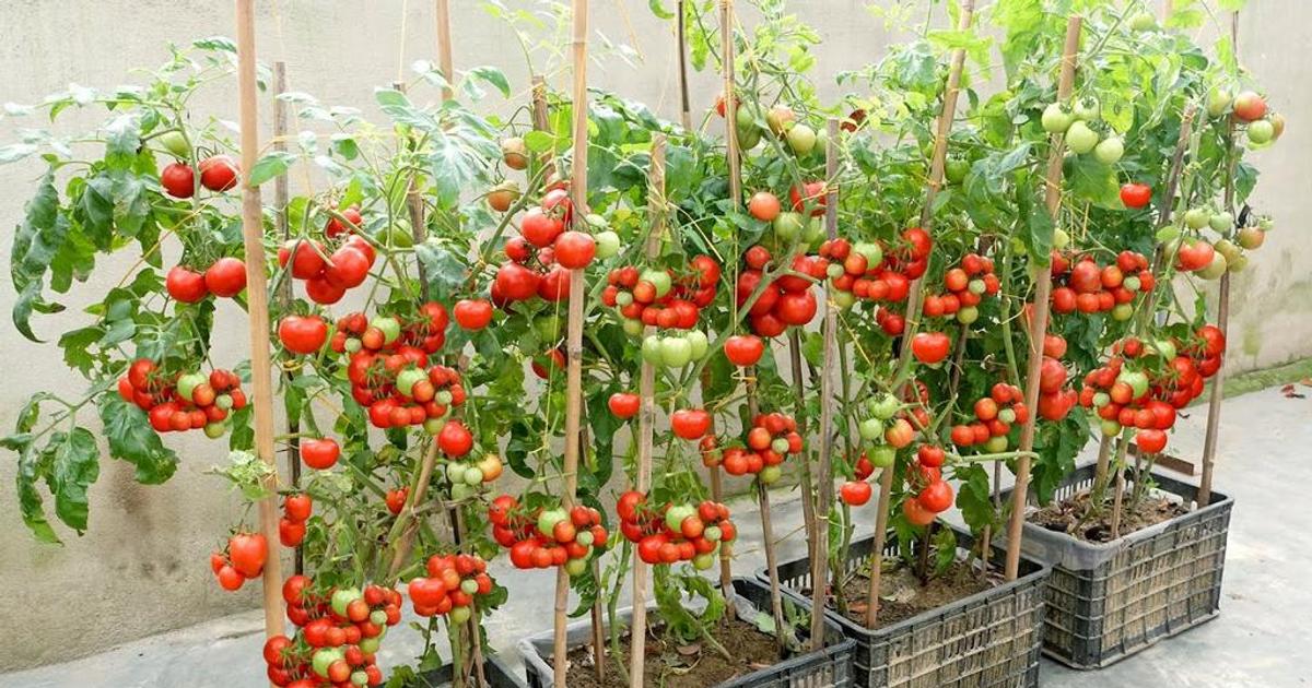 7 food crops you can easily grow around your house | Pulse Ghana
