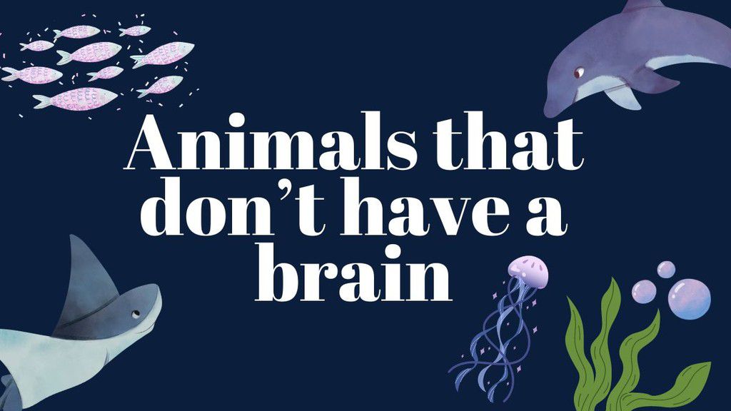 5 animals that do not have a brain | Pulse Ghana