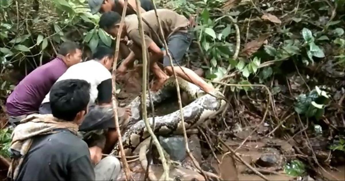 Great snakes! Indonesians wrestle with giant python | Pulse Nigeria