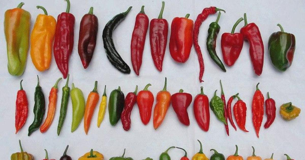 The different types of peppers we have in Nigeria | Pulse Nigeria