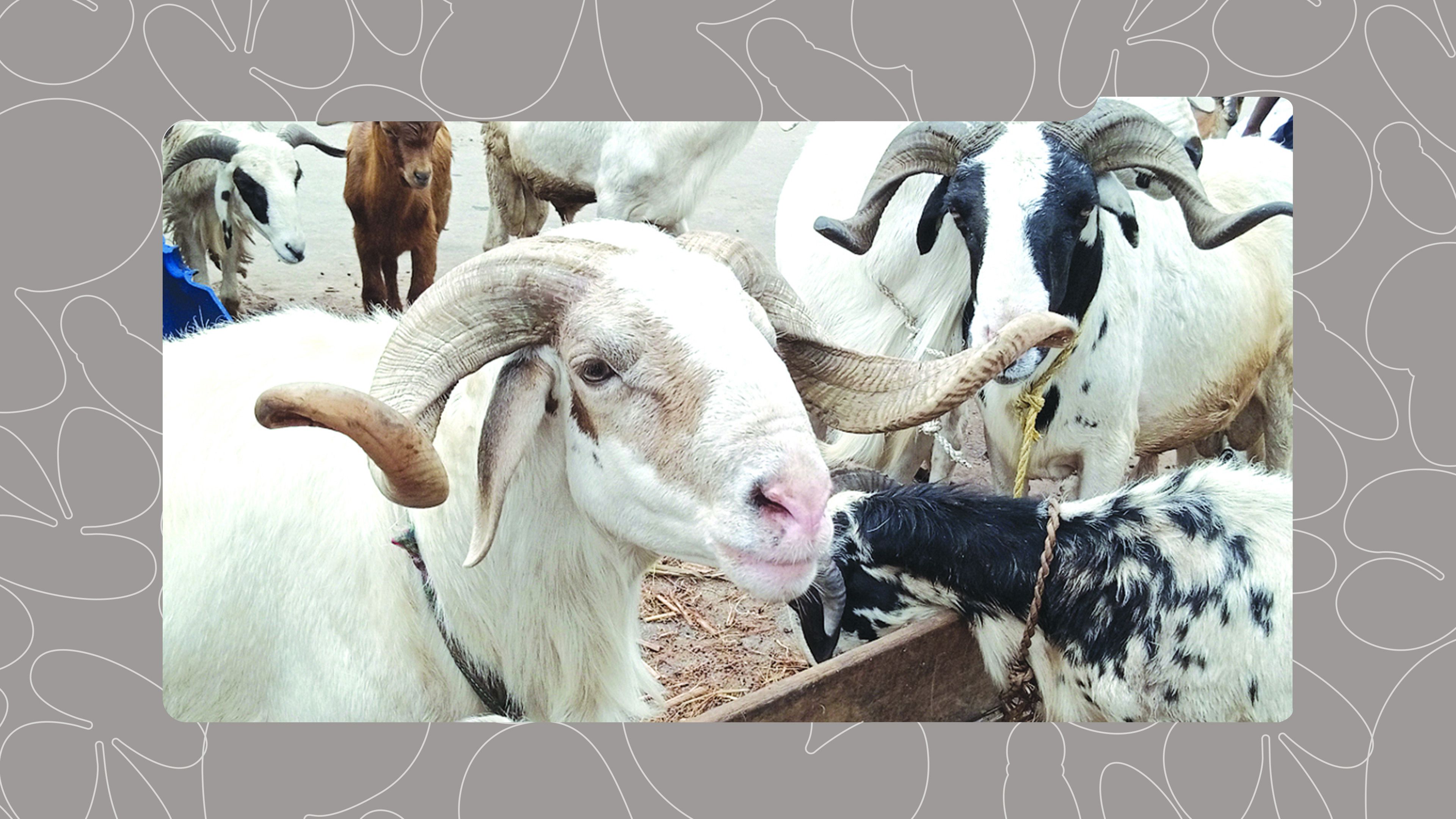 7 Places to Buy Less Expensive Sallah Ram in Lagos | Pulse Nigeria