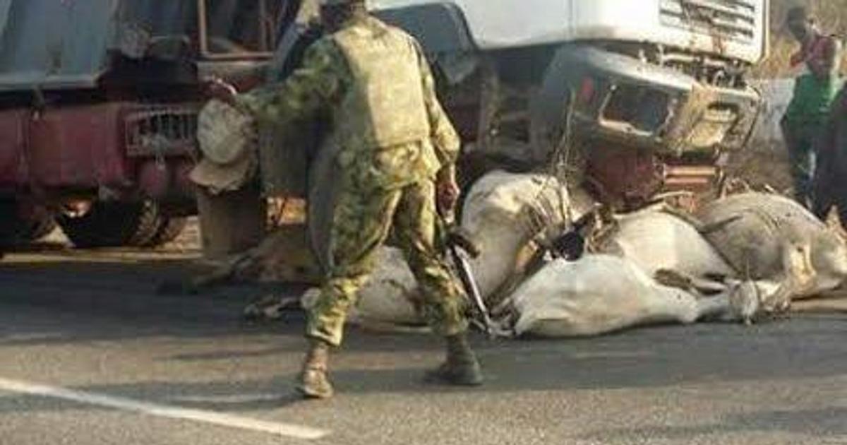 Gory sight as truck kills cattle in Nasarawa | Pulse Nigeria