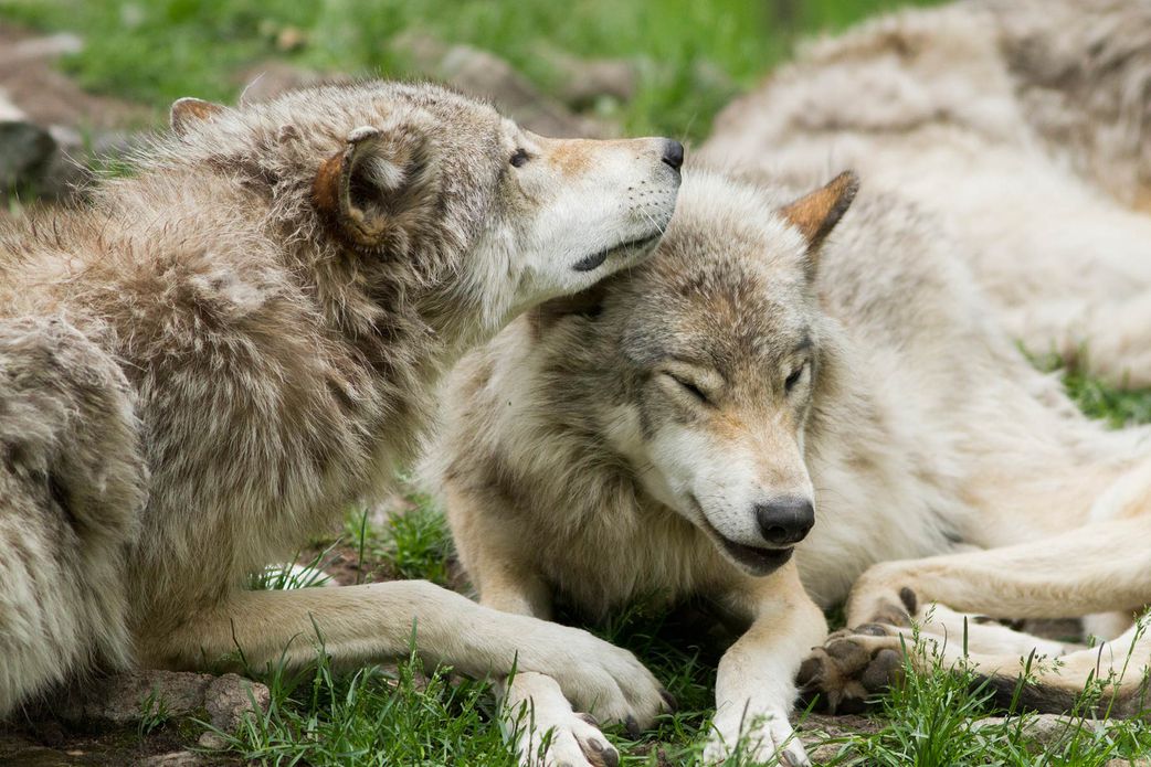 What Animals Carry Rabies? 10 Animals That Can Spread Rabies to Humans ...