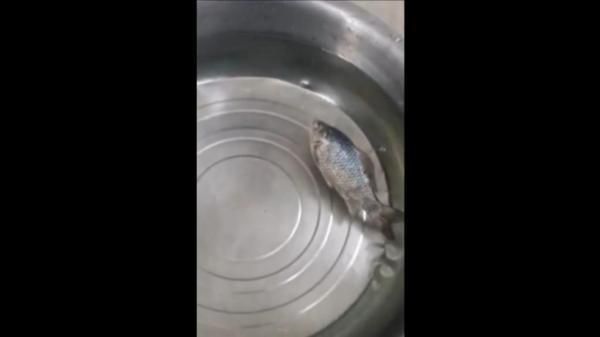 Video of Frozen-solid fish returning 'to life' goes viral | Pulse Nigeria