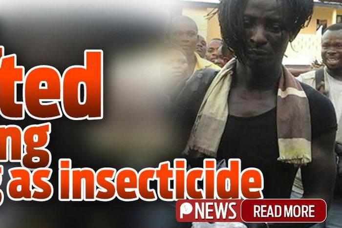 Man 37, arrested for selling cow dung as insecticide | Pulse Nigeria