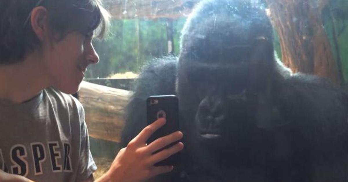 He showed a gorilla photos of other gorillas on his phone. Watch the ...