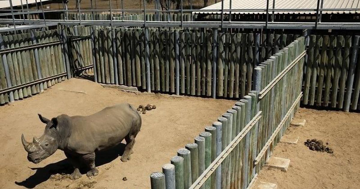 S.Africa's Kruger Park still a magnet for rhino poachers | Pulse Nigeria