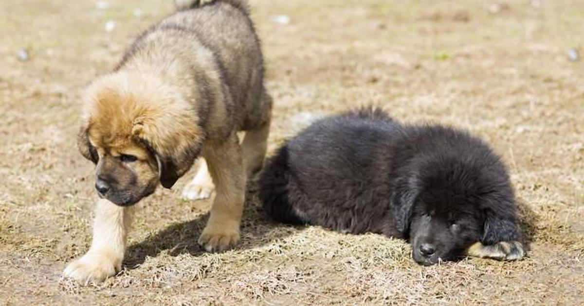 Firm goes viral after planning to establish giant Animal cloning ...