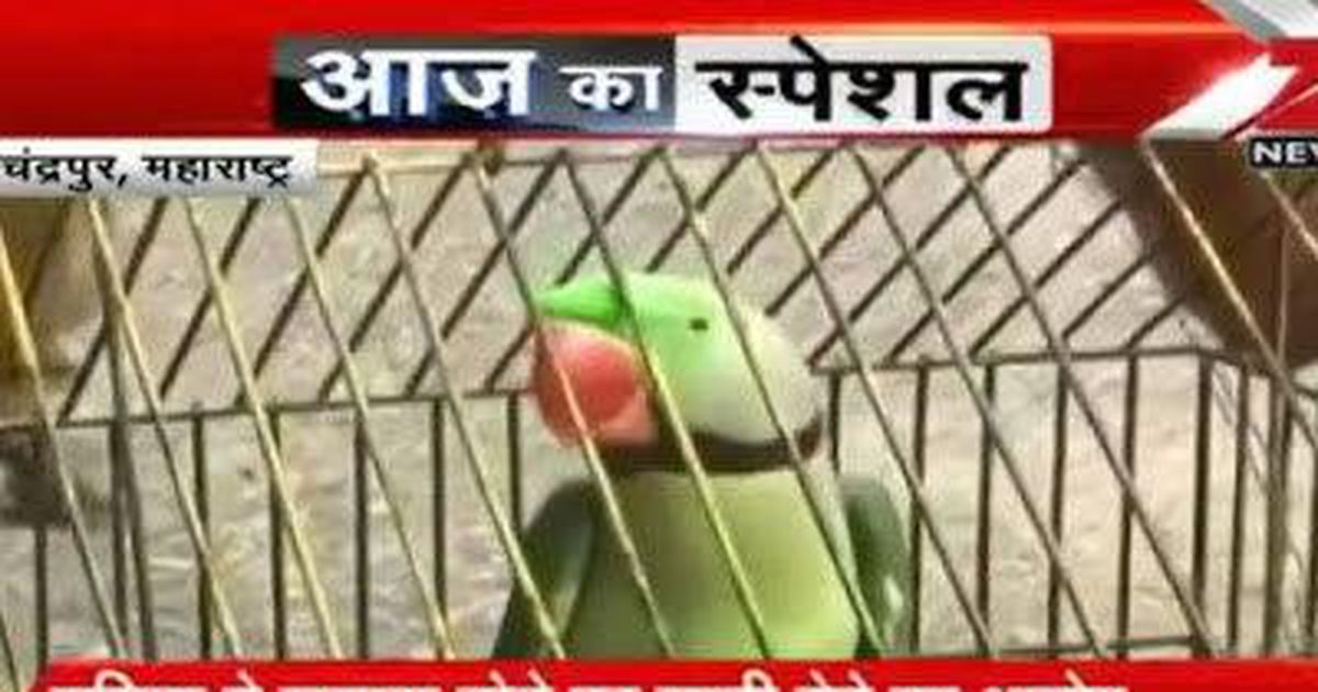 Parrot detained by police after insulting an old woman | Pulse Nigeria