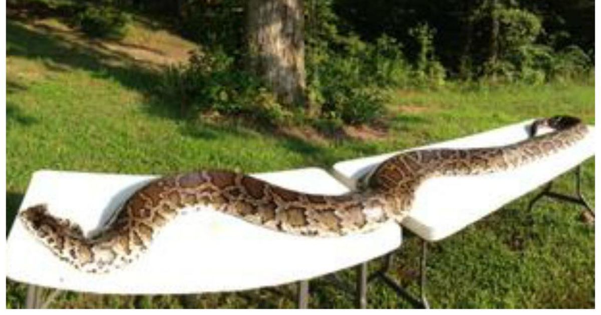 Man kills a nearly 15-foot python | Pulse Nigeria