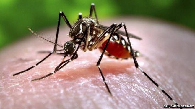 Male mosquito DNA modification 'could halt transmission' of disease ...