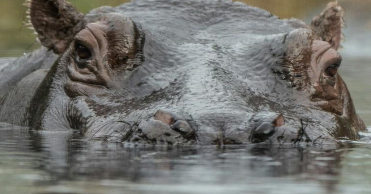 Planned hippo cull in Zambia sparks fury | Pulse Nigeria
