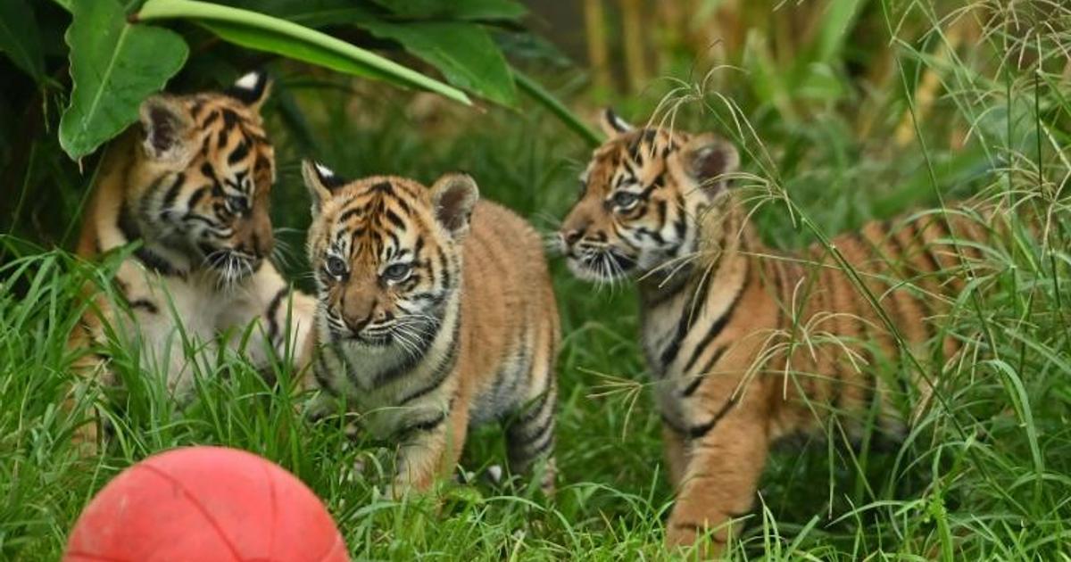 Rare Sumatran tiger cubs make public debut at Sydney zoo | Pulse Nigeria