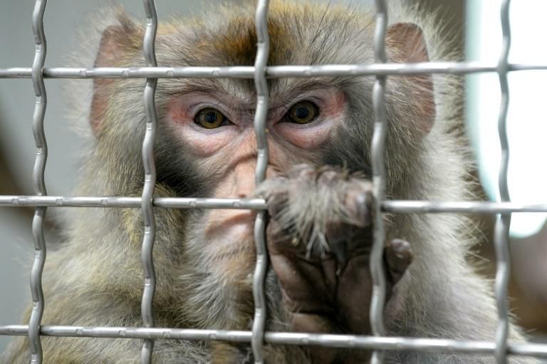 Chinese scientists create monkeys with human brain genes | Pulse Nigeria