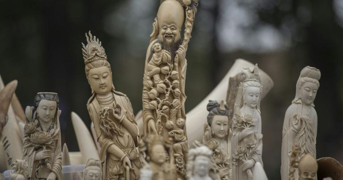 China seizes nearly 2,750 elephant tusks in huge bust | Pulse Nigeria