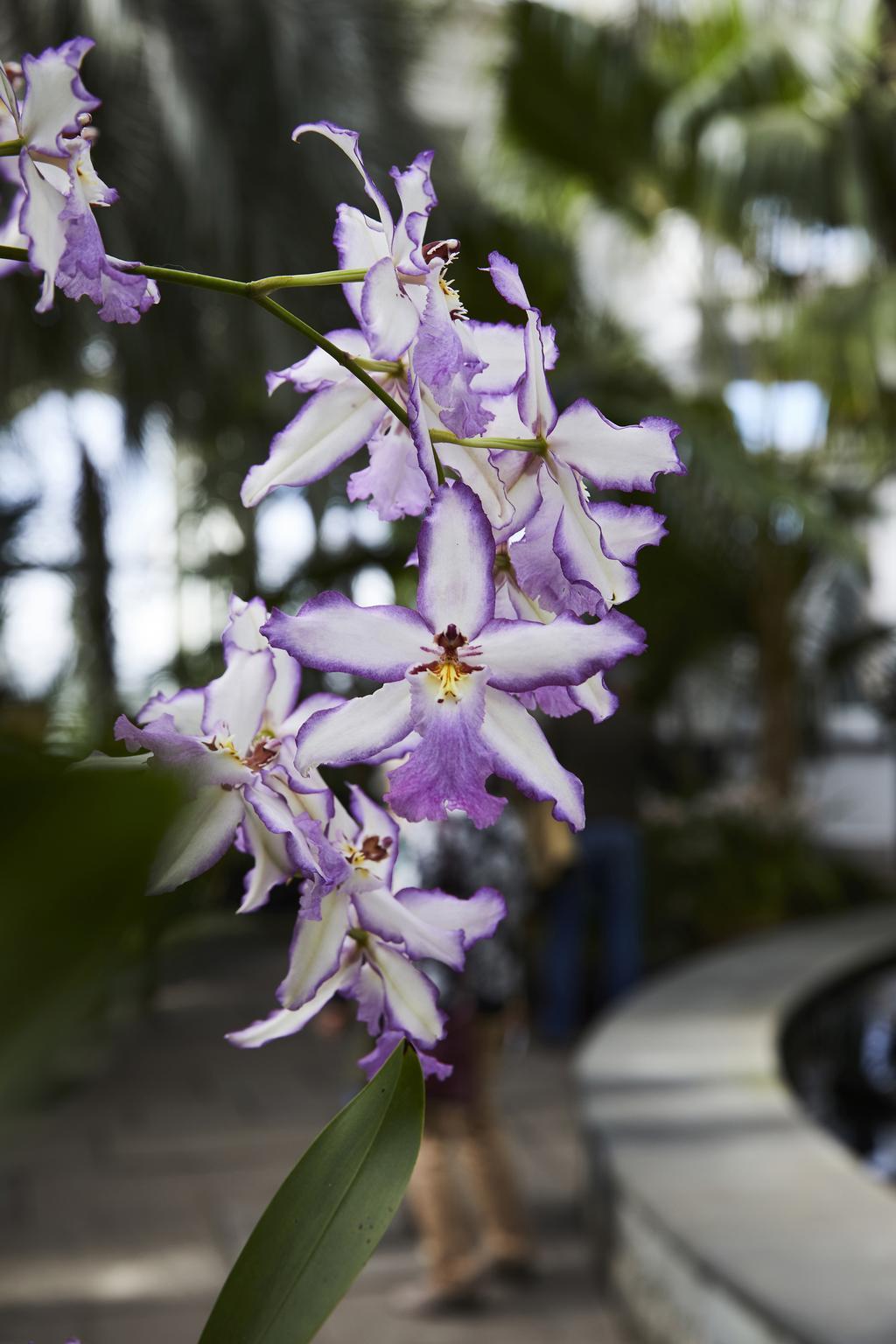 Seduced by Singapore's Charismatic Orchids | Pulse Nigeria