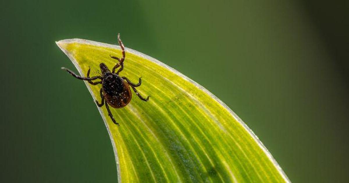6 Pictures To Help You Identify A Tick Bite | Pulse Nigeria