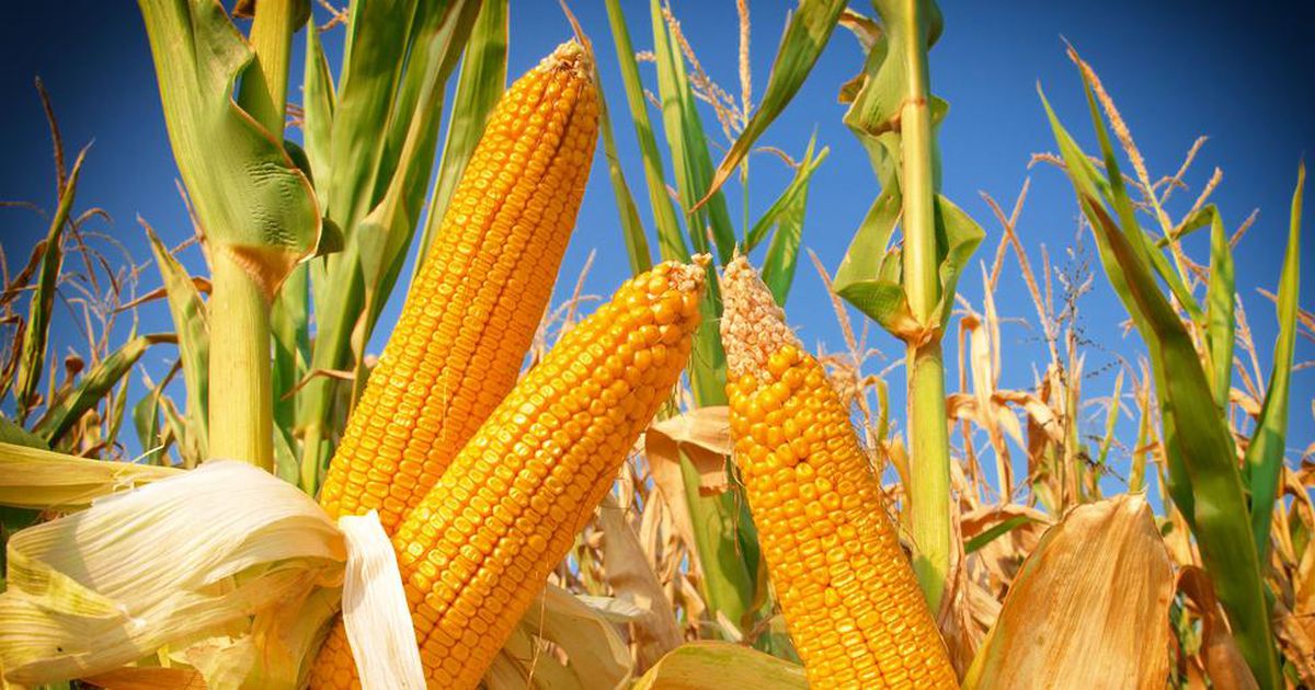 Watch the Toe Bro Remove a Painful Corn From a Patient's Foot in a ...