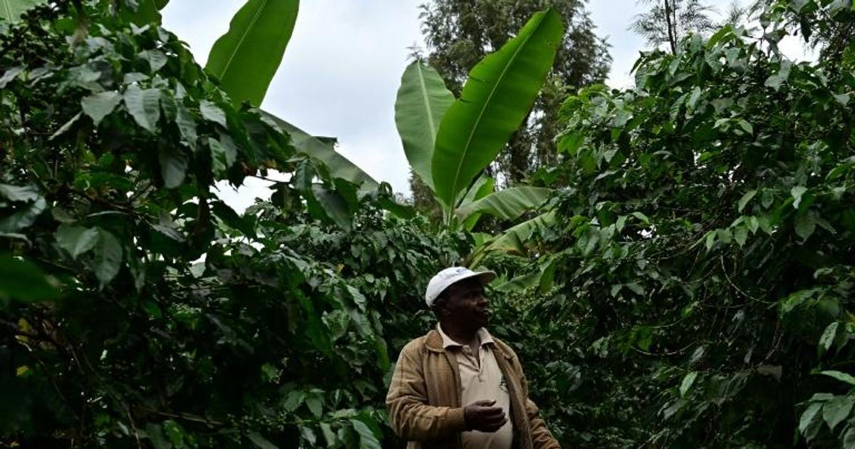 'Like a miracle': Poo powering Kenya's modern farmers | Pulse Nigeria