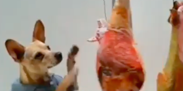 Sylvester Stallone Just Shared an Amazing Video of a Dog Working Out ...