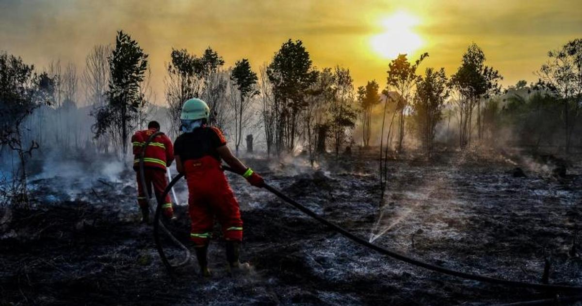 Forest fires destroying vital buffer against climate change | Pulse Nigeria