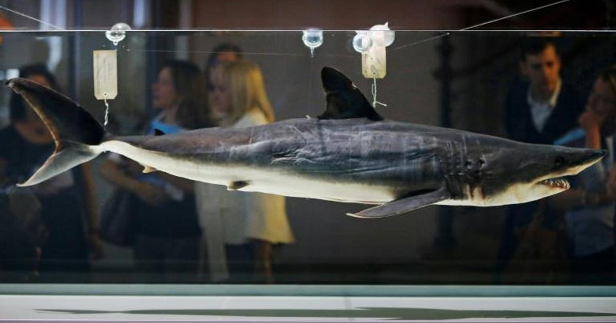 CITES votes to protect endangered mako sharks | Pulse Nigeria