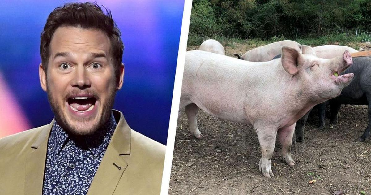 Chris Pratt's Pig Erotica Deserves Your Attention | Pulse Nigeria