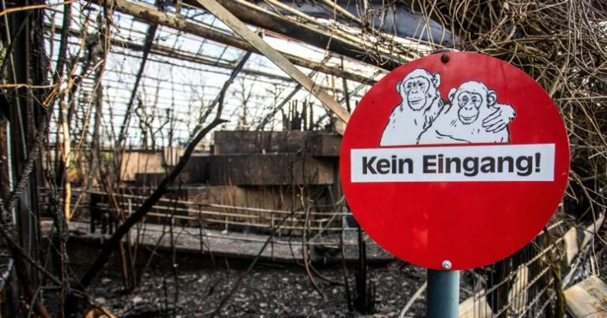 Dozens of monkeys die in German zoo fire | Pulse Nigeria