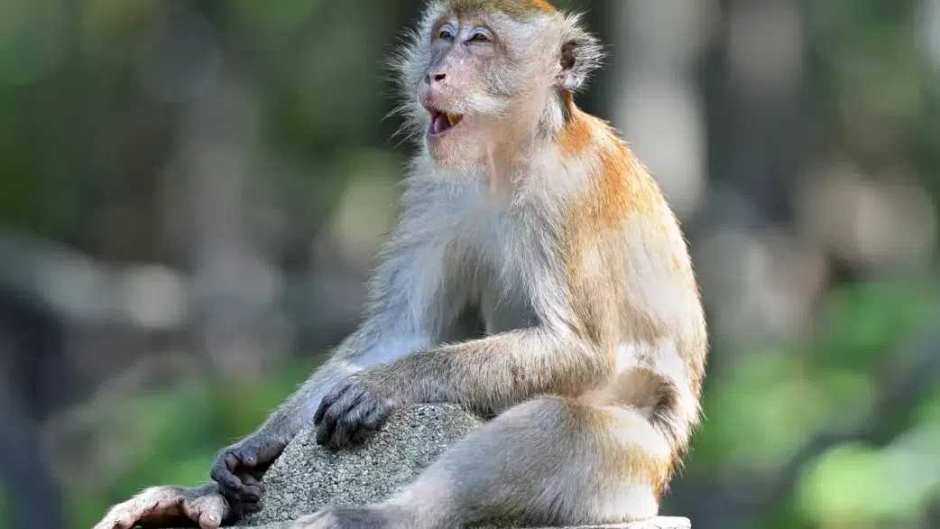 Did you know monkeys in Bali use stones as sex toys? | Pulse Nigeria